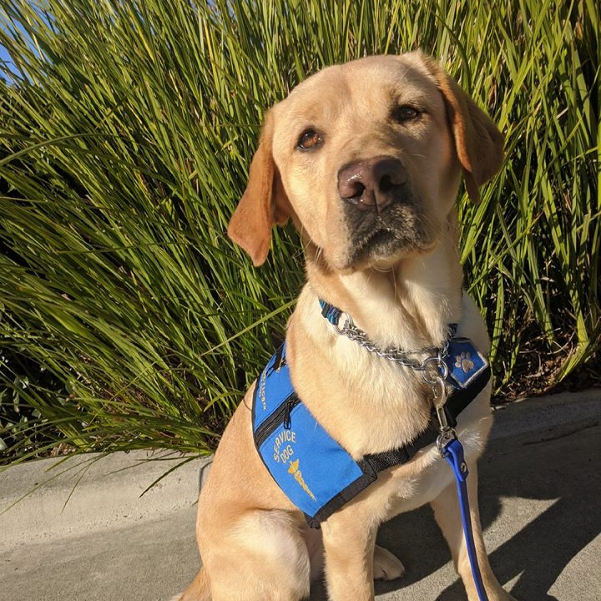 Nose Tracker - National Institute of Canine Service and Training (NICST)