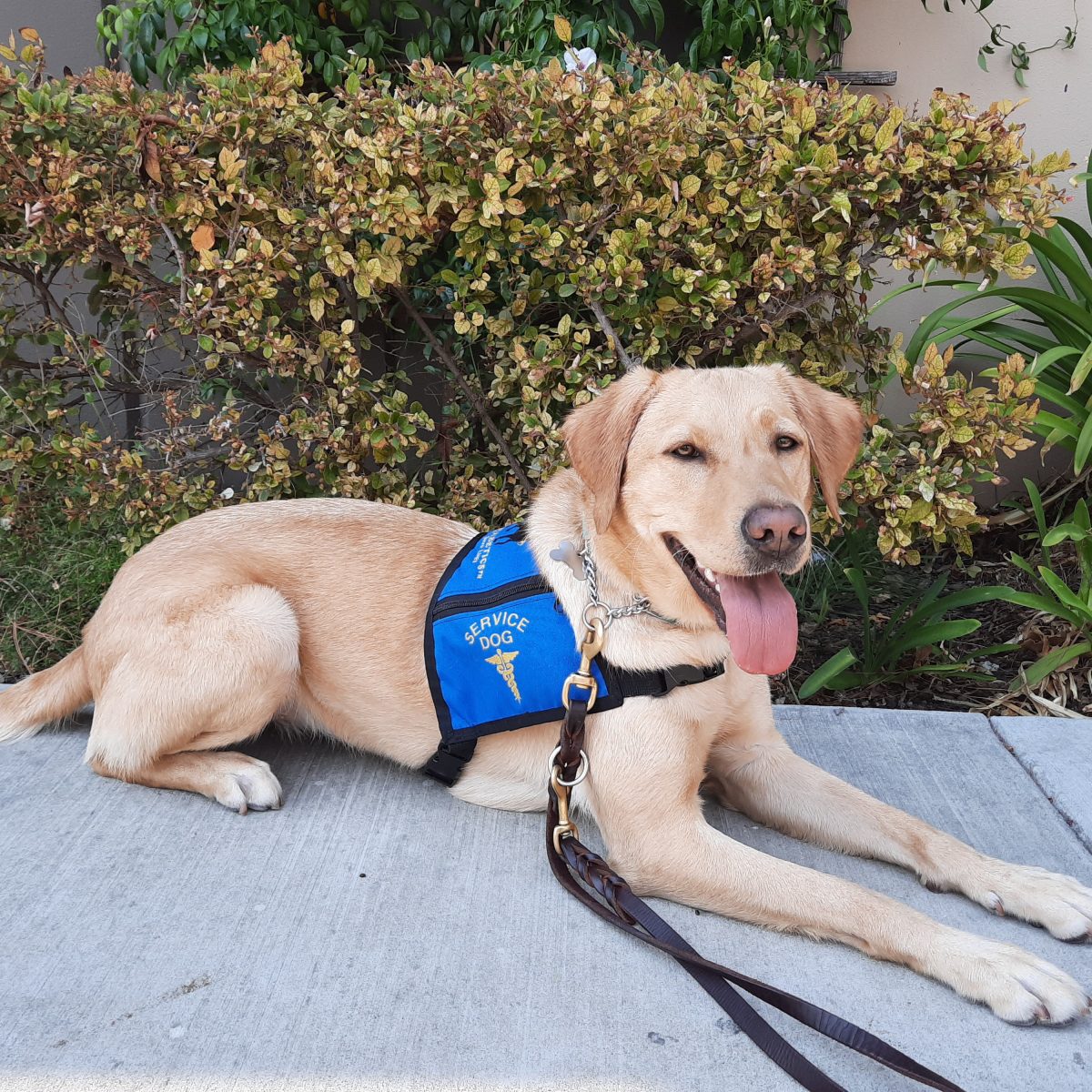 Nose Tracker - National Institute of Canine Service and Training (NICST)