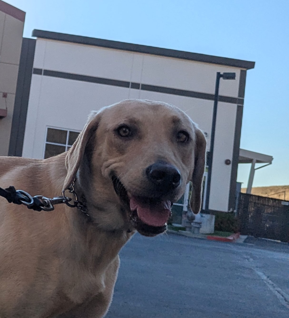 Shasta - National Institute of Canine Service and Training (NICST)